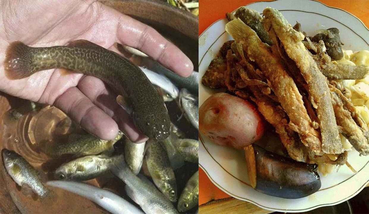 Pez mauri en riesgo: comunidades de Bolivia y Perú alertan de su ...